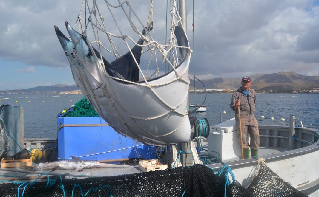 Giant devil rays freed from nets | Costa News